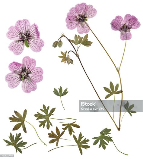 압착 및 건조 섬세한 투명 꽃 제라늄 흰색 배경에 고립 스크랩북 플로리트리 또는 허브리움에 사용 편평한에 대한 스톡 벡터 아트 및 기타 이미지 Istock