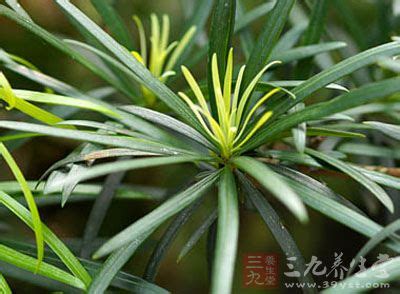 罗汉松叶子图片 罗汉松图片 罗汉松盆景图片 大山谷图库