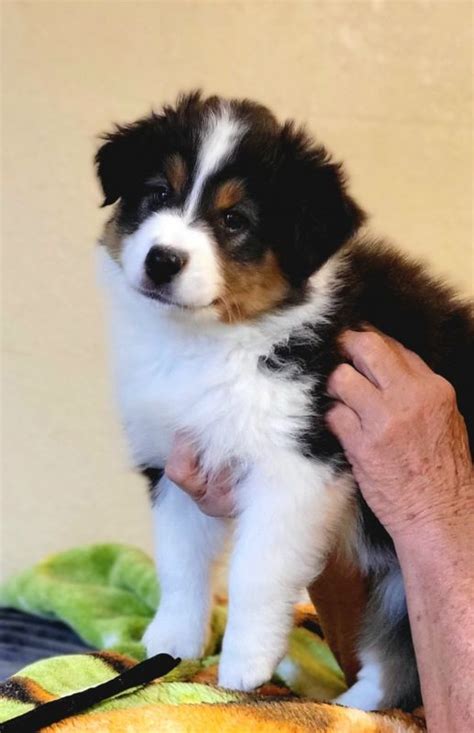 Australian Shepherd Puppies For Sale In Bronson Petzlover