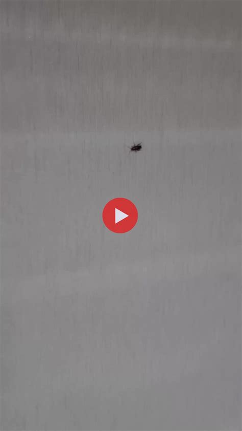 혐 집에 바퀴벌레 나왔는데 유머 움짤 이슈 에펨코리아