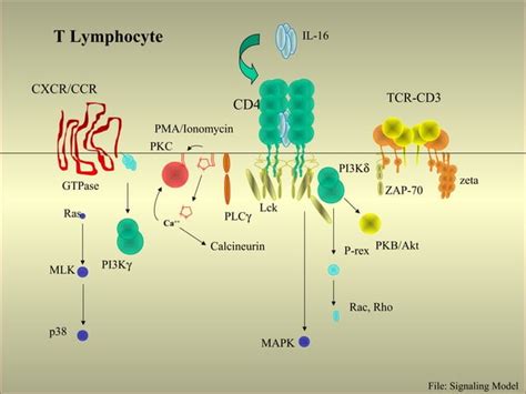 Signaling Model Ppt