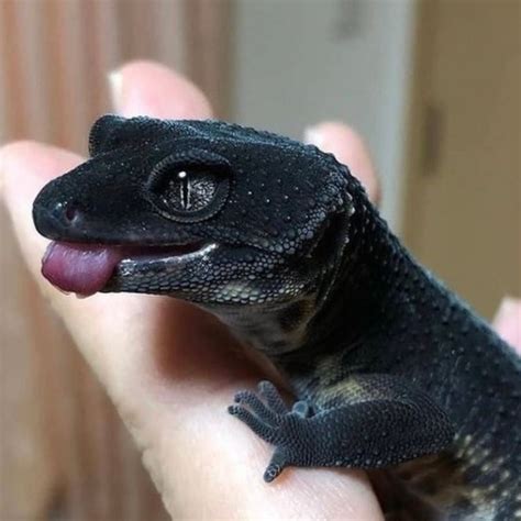 이 도마뱀 종류가 궁금해요 지식in