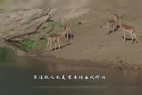 鳄鱼咬住羚羊不放，谁料羚羊一腿插进喉咙，下一秒鳄鱼不淡定了！鳄鱼羚羊喉咙