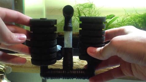 Double Sponge Filter Setup And Tips Ara Mental Health