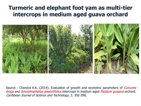 Multi Tier Cropping System Pptx Agriculture Industries