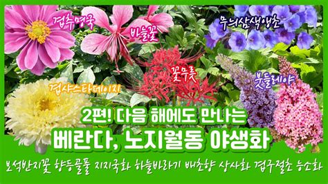 08 29 2편 가을 노지월동 야생화 다음 해에도 만나는 꽃 010 8446 1438 문자주문 이메리스 겹구절초 유매 무늬