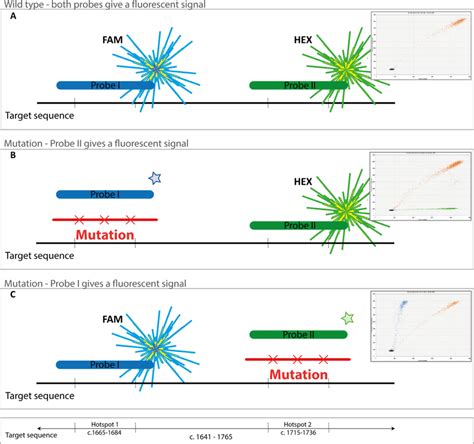 Kit Exon 11 Mutation Deletion Detection Assay A When No Mutation Is