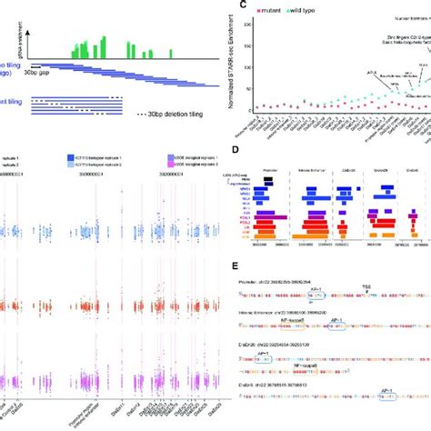 Tiling Starr Seq Assay Identifies Both Intronic And Distal Enhancers