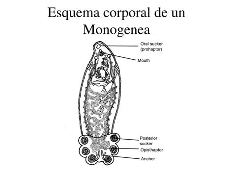 Ppt Trematodes Generalidades Powerpoint Presentation Free Download