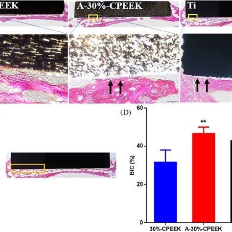 Histological Analysis Of Implant‐bone Interface 5 Weeks After Download Scientific Diagram