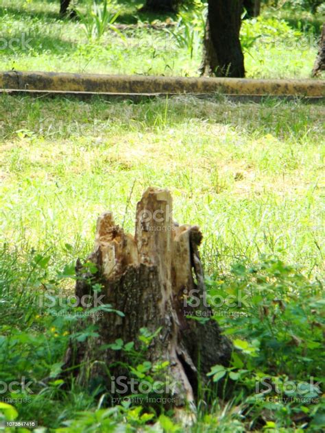 나무 녹색 잔디의 배경에 그 루터 기 나무 그 루터 기 녹색에 고립입니다 사진 0명에 대한 스톡 사진 및 기타 이미지 0명 갈색 건축 Istock