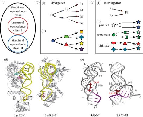 Evolutionary Divergence Convergence And Classes Of Functional Download Scientific Diagram