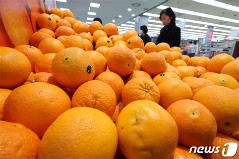 비싼 사과 대신 오렌지 뉴스1
