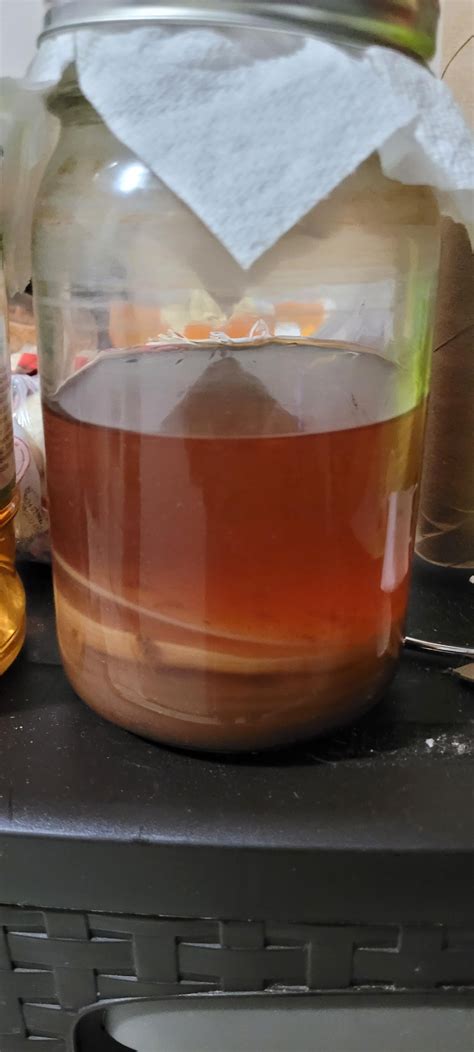 Is This Scoby Still Alive Started This Back In April Fell Into A Depression Soon After And