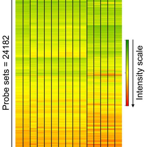 Unsupervised Hierarchical Clustering Across All Probe Sets N 24182
