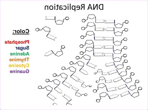 Dna Structure Coloring Worksheet Kid Worksheet Printable