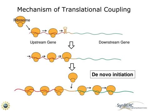 Ppt Development Of A Biophysical Model Of Translational Coupling Tian Tian Salis Lab