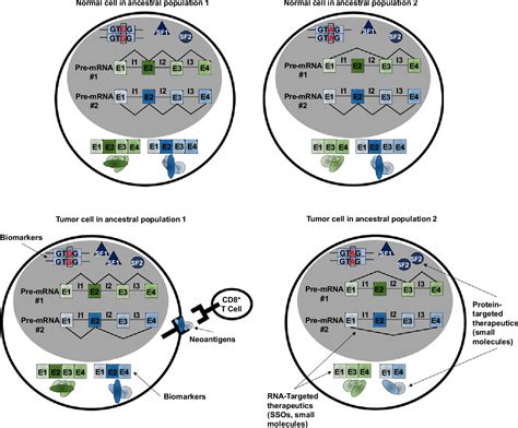 Figure From Alternative RNA Splicing As A Potential Major Source Of Untapped Molecular Targets