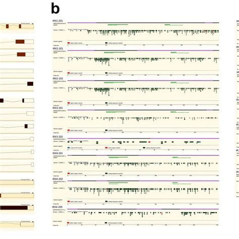 A Exon Intron Structure Of 15 Transcripts Encoding Proteins Of The Download Scientific