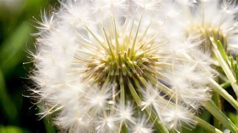 Close Up Macro View Of A Fluffy White Dandelion Seed Head In Natural Daylight Showing Delicate