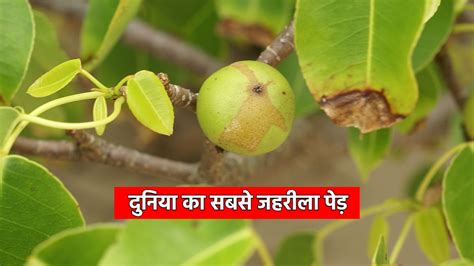ये है दुनिया का सबसे खतरनाक पेड़ पत्तियों को छूने से पड़ जाते हैं छाले