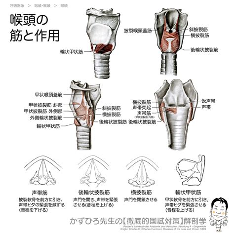 【喉頭の筋と作用】 声帯筋 甲状披裂筋内筋 声帯ヒダの緊張を減じ、音程を下げる 後輪状披裂筋 声門を開き、声帯を緊張させ