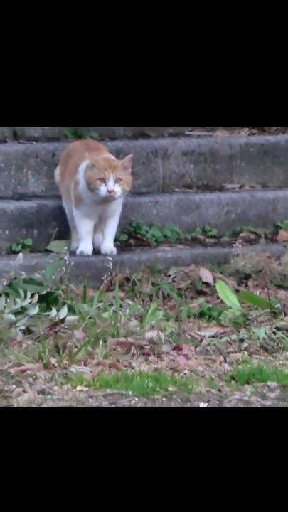 発情期のオス猫がメス猫を階段で待伏した結果🏃 Shorts Youtube
