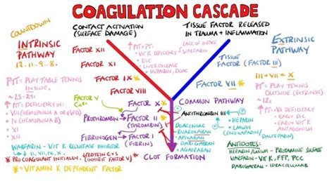 coagulation modifier drugs flashcards quizlet