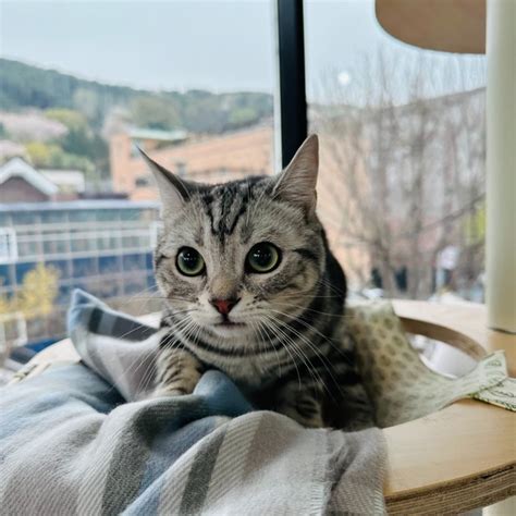 아메리칸숏헤어 백호 고양이책임분양 컴투펫케어센터