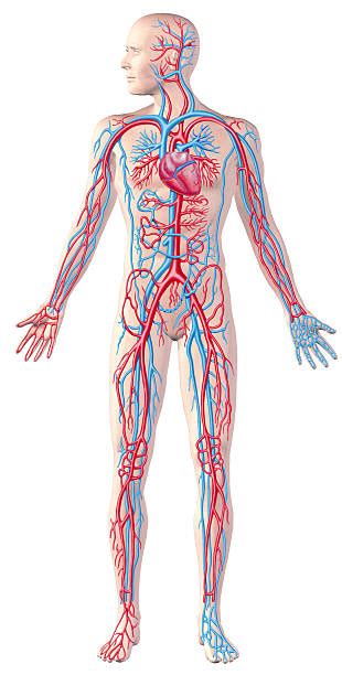 Circulatory System Diagram Without Labels