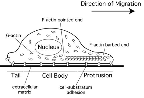 Actin Polymerization Wikiactin Download