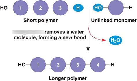 Dehydration Reaction Diagram