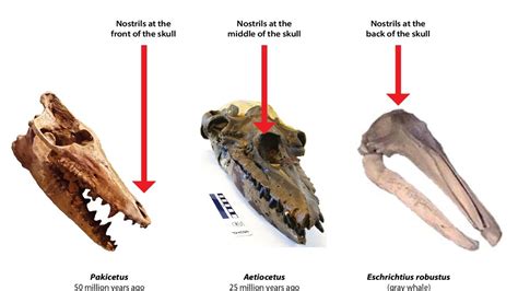 Transitional Fossils Youtube