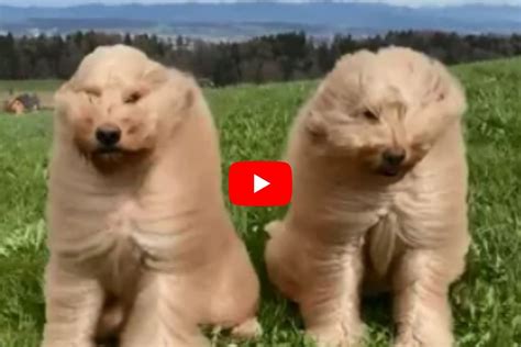 Un videoclip cu doi câini a devenit viral