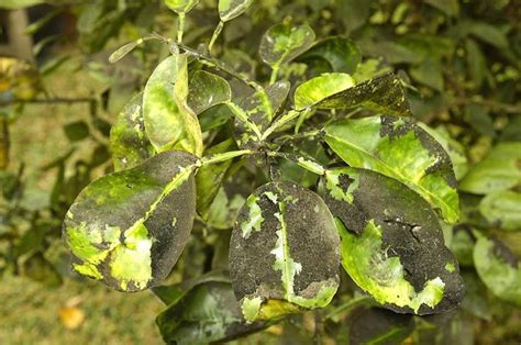 Sooty Mold On Citrus Leaves Citrus Canning Molding