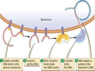 Sexual Reproduction In Bacteria PPTX