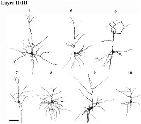 Neocortical Layer Ii Iii Cells Analyzed Low Magnification 30x Download Scientific Diagram