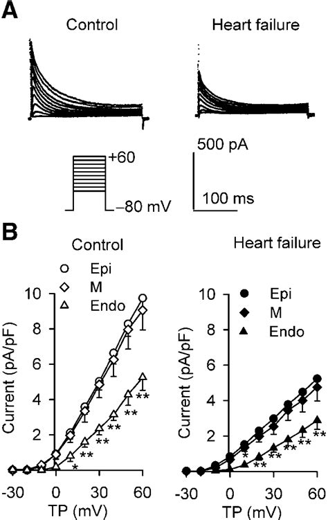 Transient Outward K Current Ito1 In Cells From Different Regions Of Download Scientific