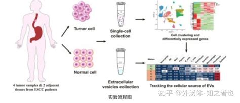 组织外泌体 单细胞解析肿瘤组织微环境最新研究成果见刊 知乎