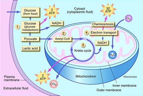 A Diagram That Models The Process Of Aerobic Cellular Respir