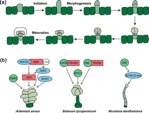 Model Of Gt Development A Pgt Development In Lavender B Genes Download Scientific Diagram