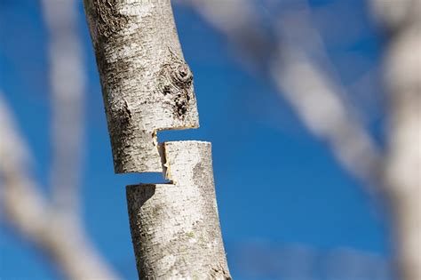 How To Prune With The 3 Cut Method Leaf And Limb