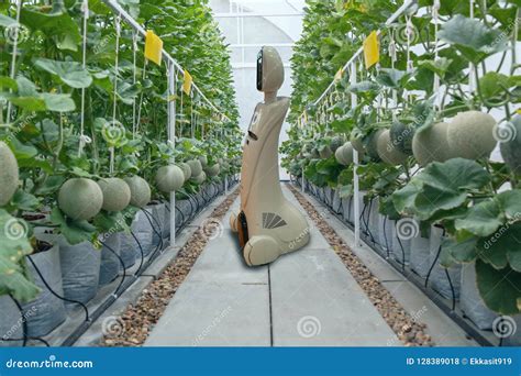 Iot Smart Farming Agriculture In Industry 40 Technology Concept