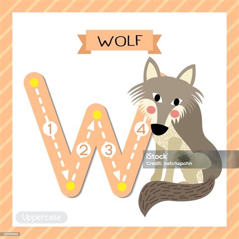 문자 W 대문자 추적 늑대 코요테 들개에 대한 스톡 벡터 아트 및 기타 이미지 코요테 들개 0명 개 Istock