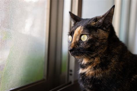 論文選讀 — Detecting Spacecraft Anomalies Using Lstms And Nonparametric Dynamic Thresholding By