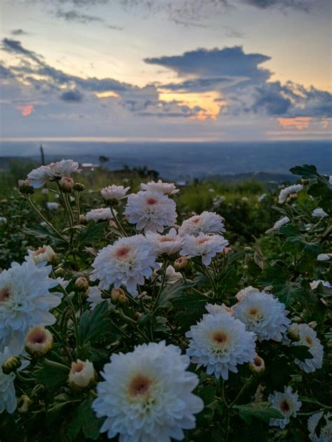 경치 계절 계절성 고요한 고요함 구름 국화 꽃 꽃 사진 꽃 장면 꽃 풍경 꽃잎 녹지 농업 데이지 배경 수직 쐈어 수평선 식물 식물 생활