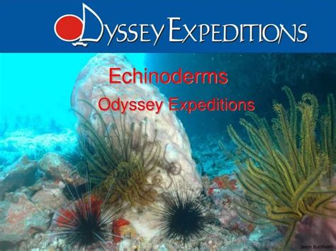 Ppt Echinoderms Powerpoint Presentation Free Download Id 9475646