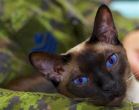 🔥 40 Siamese Cat Wallpapers For Desktop Wallpapersafari