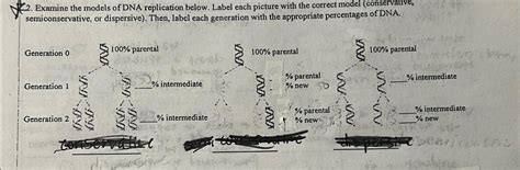 Solved Examine The Models Of Dna Replication Below Label