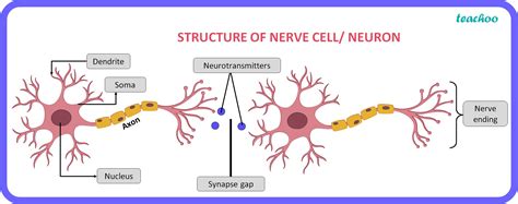 Neurons Lesson Grade 6